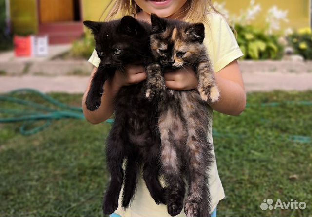 Котята 1мес
