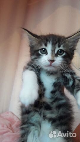 Котята сибирской кошки