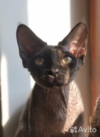 Харизматичный парень Девон Рекс