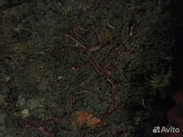 «Старатель» маточное поголовье технологического че