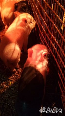 Вьетнамские вислобрюхие 1м2н и 3м Обмен.Торг