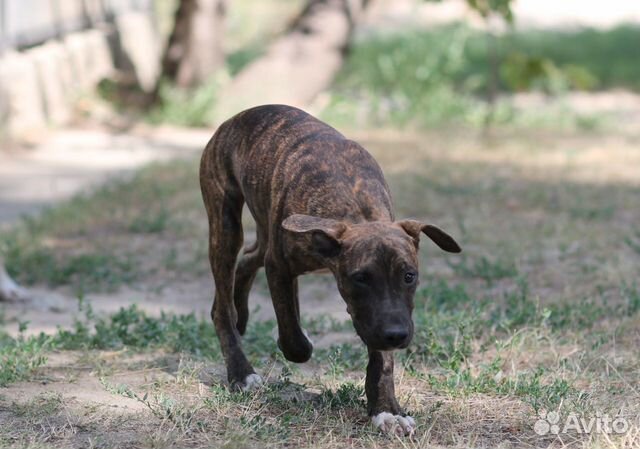 Продаю сучку стаф-терьера