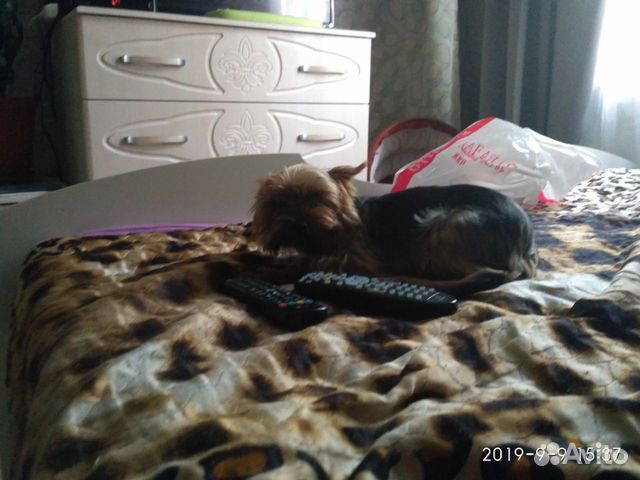 Отдадим Йорка мини девочку