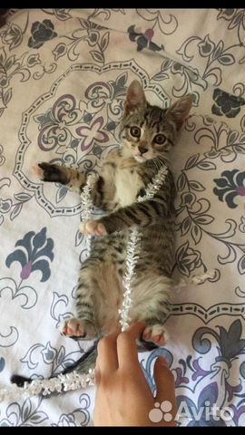 Мальнькая тигрица котенок ищет маму 2 мес