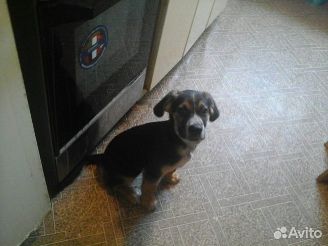 Собака в добрые руки 6 месяцев (размер небольшой)