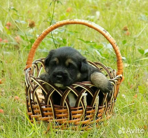 Малютка ищет дом