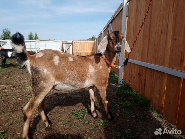 Англонубийские козочки