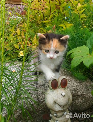 Счастливый трехцветный котенок - в добрые руки
