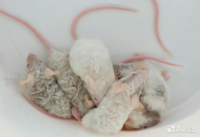 Кудрявые мышки