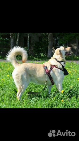 Собака Заколдованная Элли