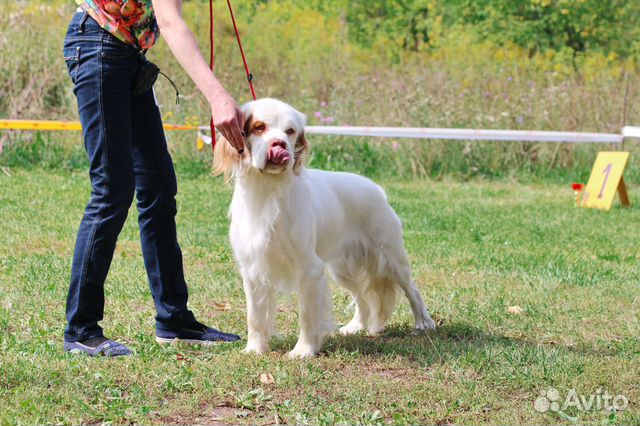 Кламбер спаниель. Подрощенный парень