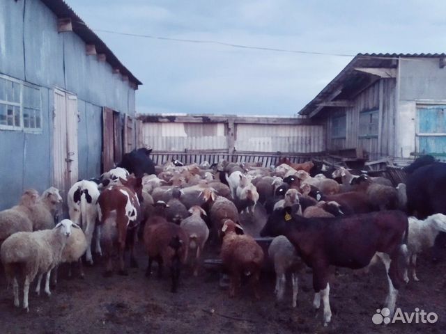 Продам 100 овец и крс 10 голов