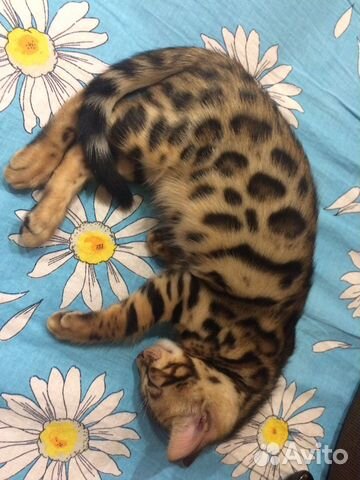 Бенгал котёнок