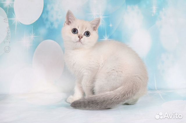 Очень красивый голубоглазый котенок