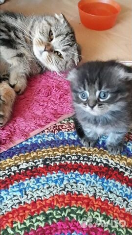 Шотландские веслоухие котята