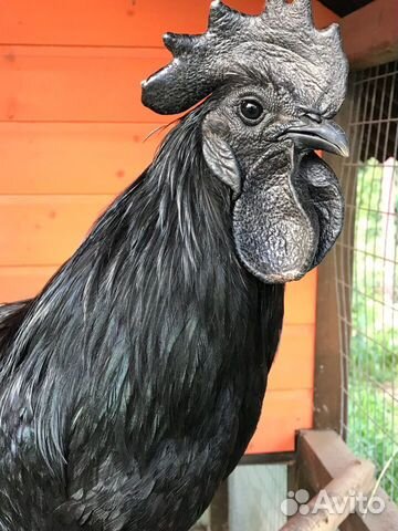 Куры Аям Цемани