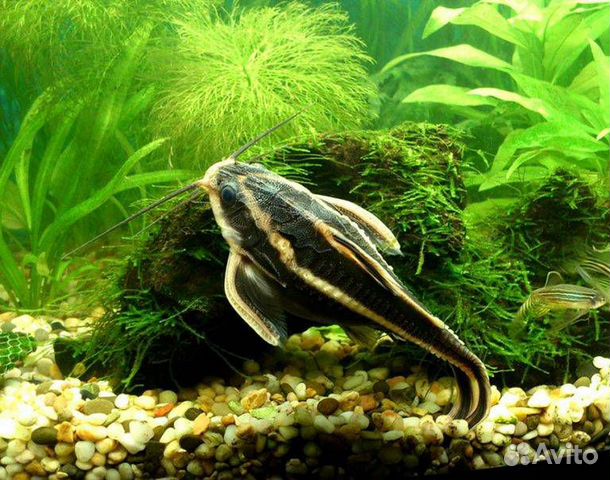 Сом Платидорас 2 шт