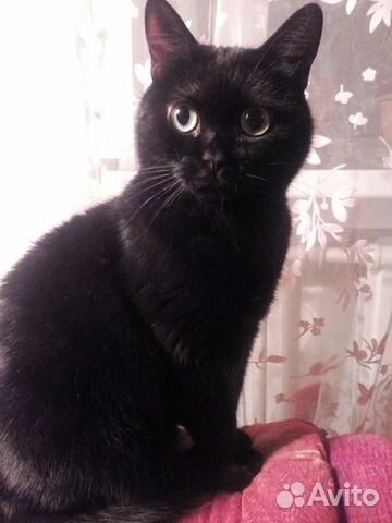 Соник ищет хороших хозяев