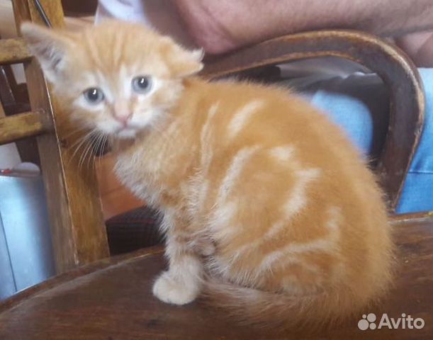 Котёнок девочка