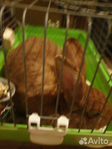 Декоративный кролик