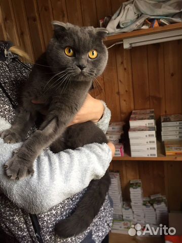 Шотландский вислоухий кот
