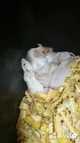 Сатиновые мыши