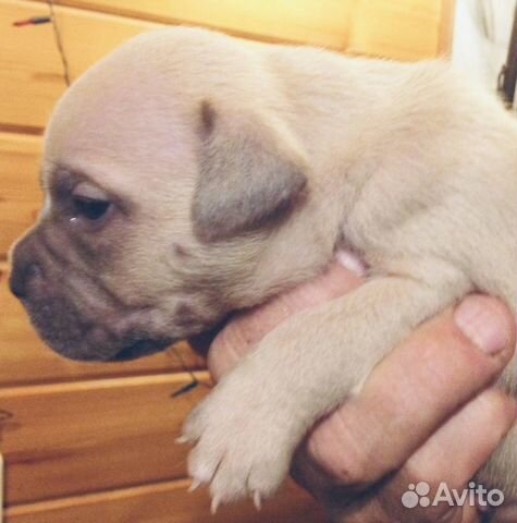 Девочка Американский булли