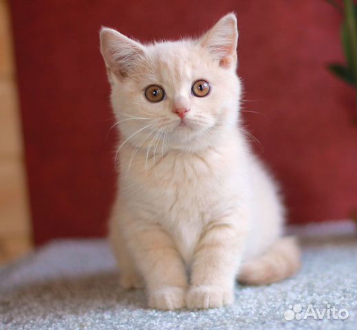 Кремовый британский котик