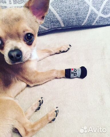 Чихуахуа на случку