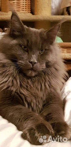 Кот мейн-кун для вязки