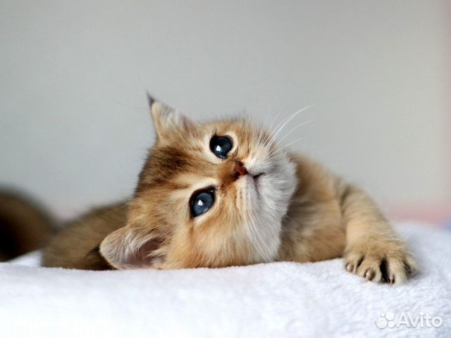 Шикарный котик страйт золотой тикированный