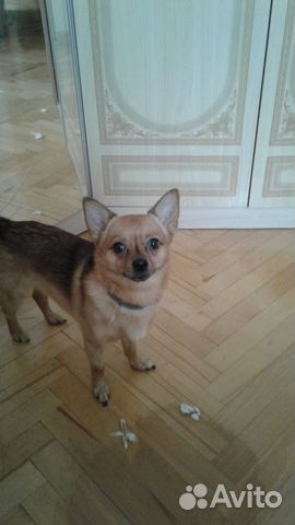 Случка (вязка)