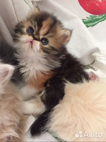 Перс-экзоты