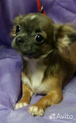 Лиловый чих-мальчик