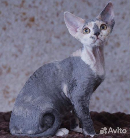 Голубокремовая черепашка кучеряшка