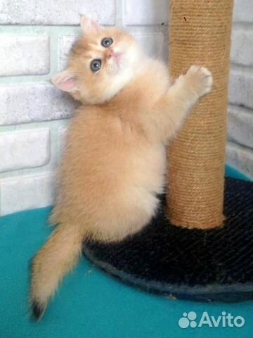 Британские золотые шиншиллы