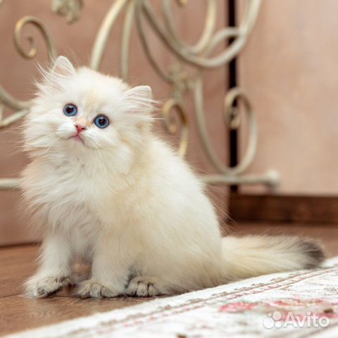 Шоколадная шиншилла поинт