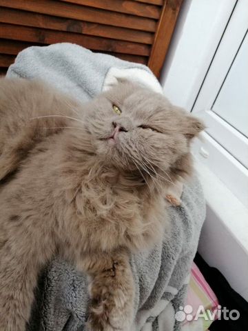 Выброшенный после смерти хозяина шотландец