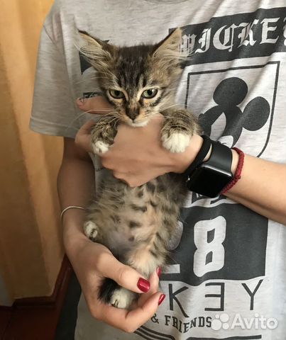 Котики бесплатно (Мама турецкая Ангора )