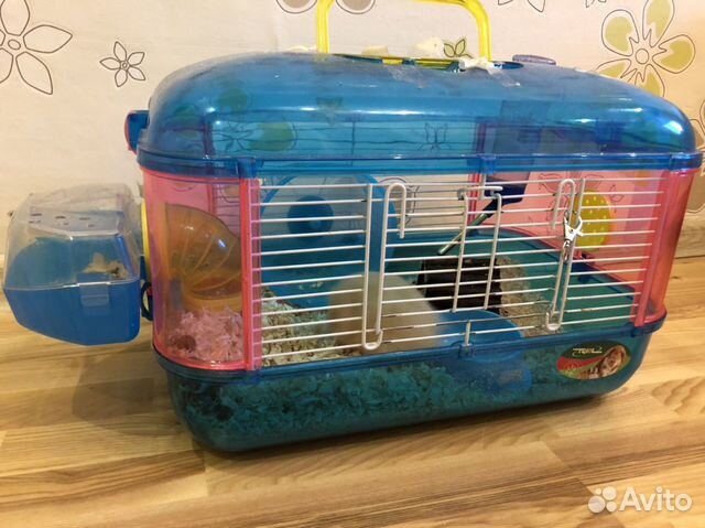 Сирийский хомячок