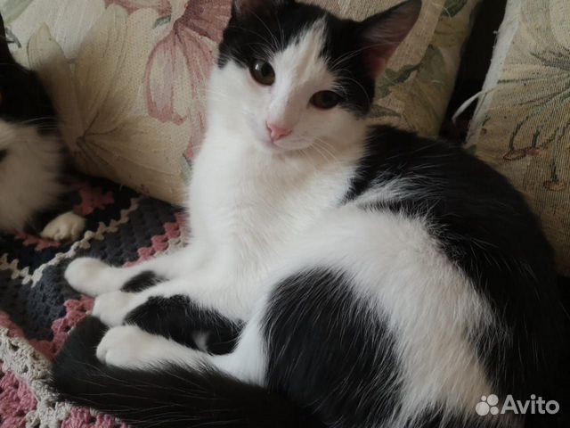 Отдаю котёнка. Девочка. К лотку приучена