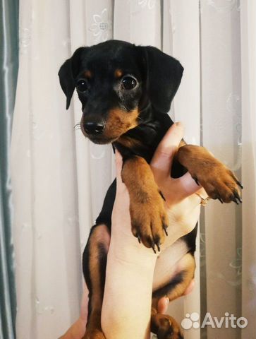 Милая девочка цвергпинчер