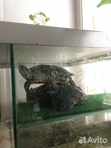 Красноухие черепахи