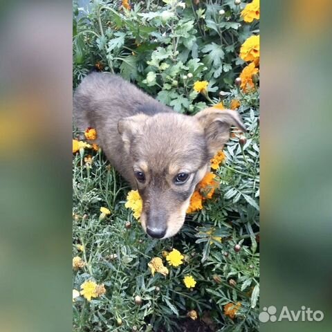 Щенята, щенки «бровки домиком» (собаки, собака)