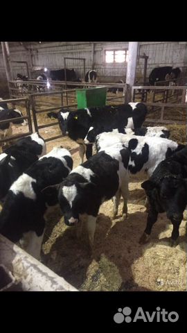 Телята 3-4 месячные