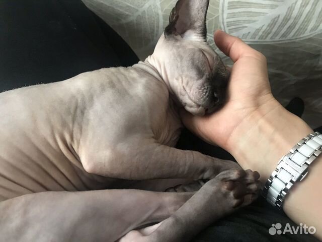 Кошка бамбино (эльф), 1 год, супер-ласковая