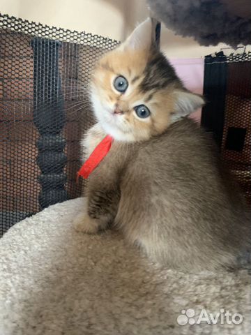 Милые британцы