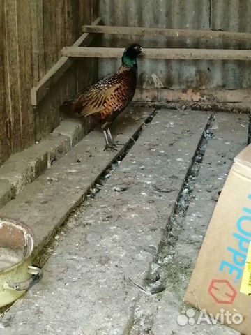 Продам фазана дикого мальчик