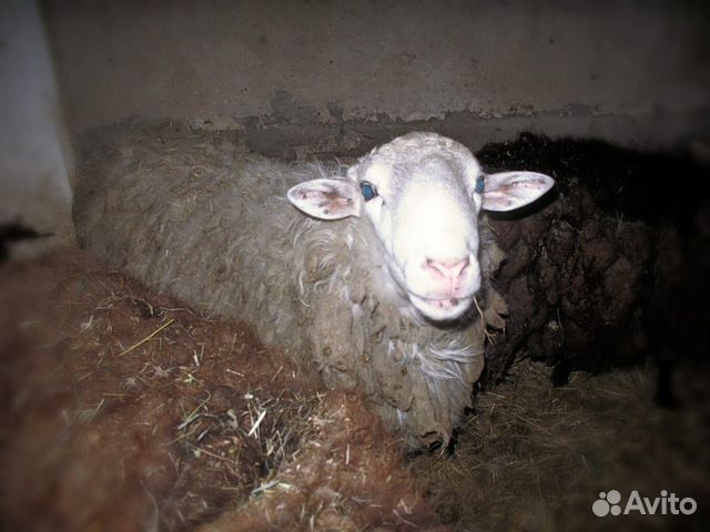 Баран на племя