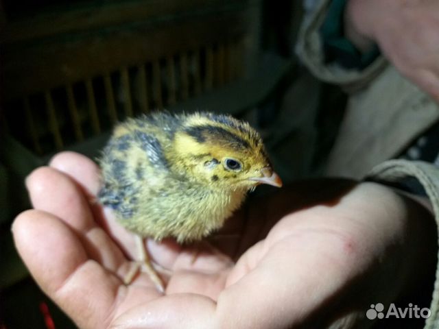 Перепелята суточные и подрощенные